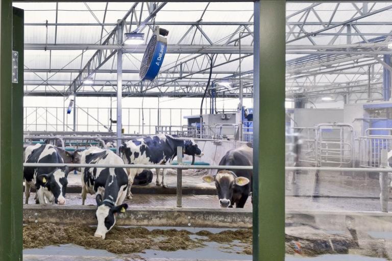 Hittestress | Veterinair Centrum Someren